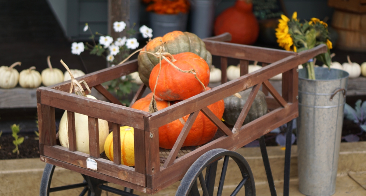Charming Fall Festivals & Unique Pumpkin Patches That Are Fun For ...